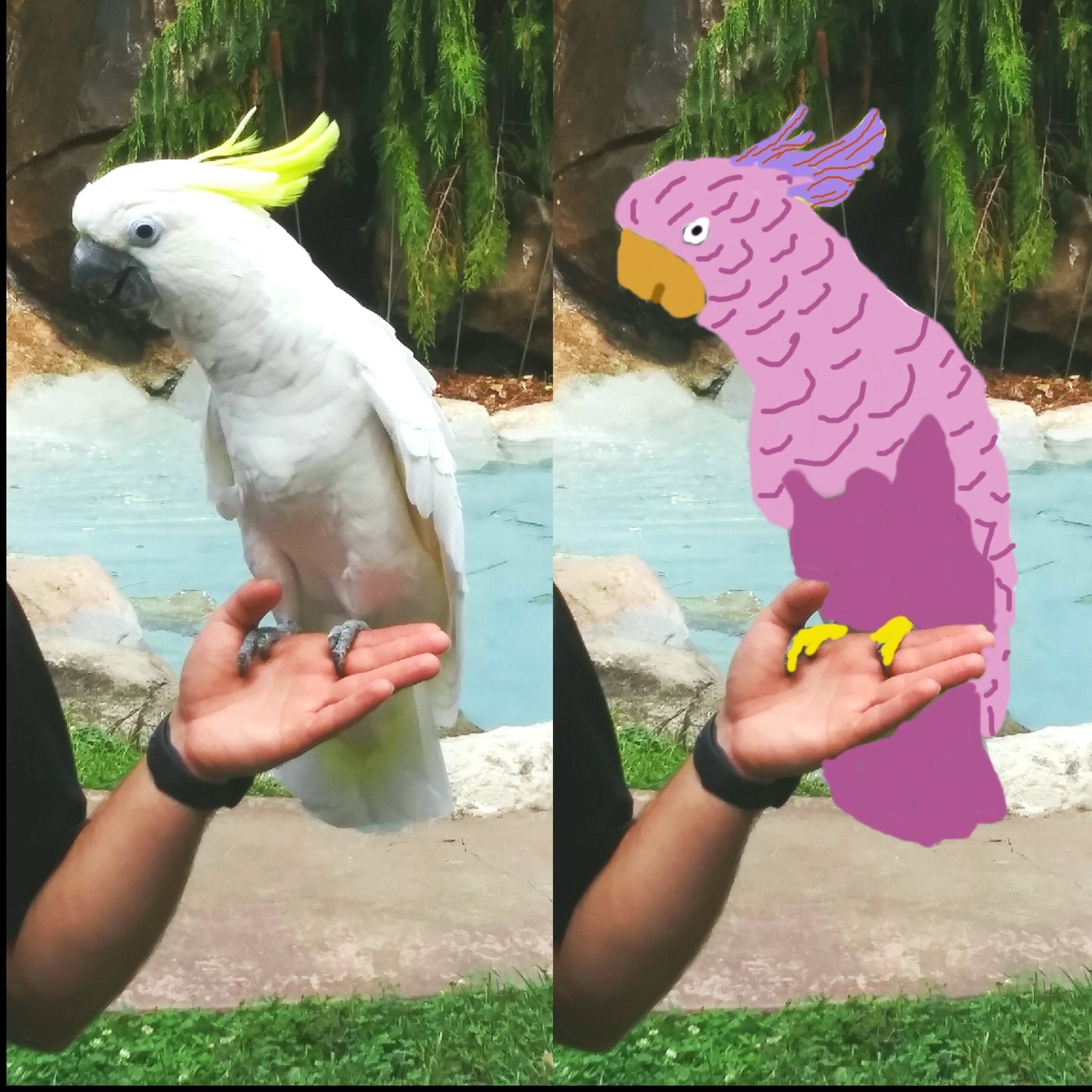 Not the Same Cockatoo – SarahJo's Art and Poem